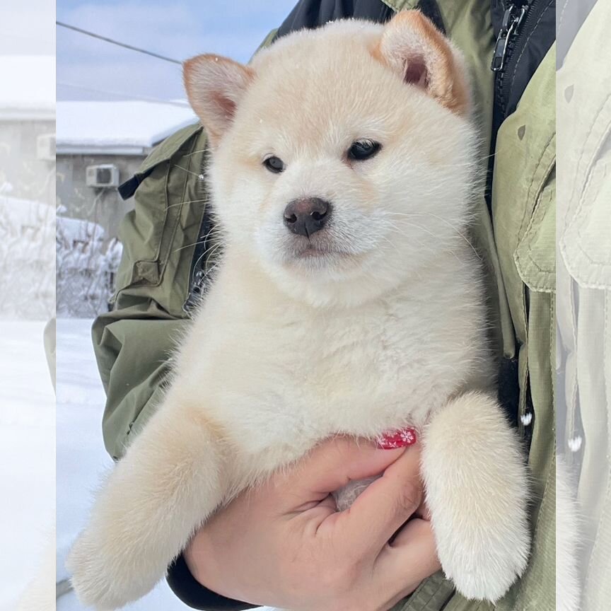 Сиба-ину, щенок