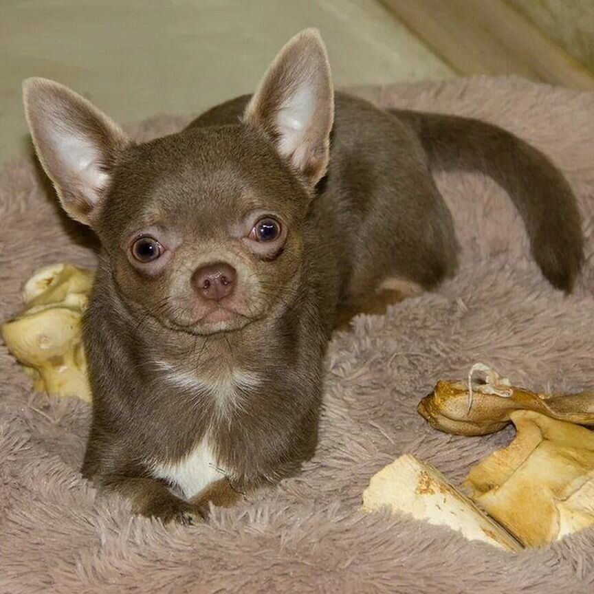 Чихуахуа мальчик