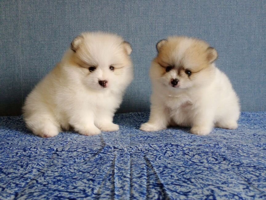 Щенки шпица