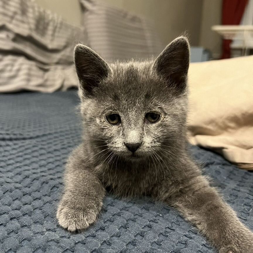 Котенок
