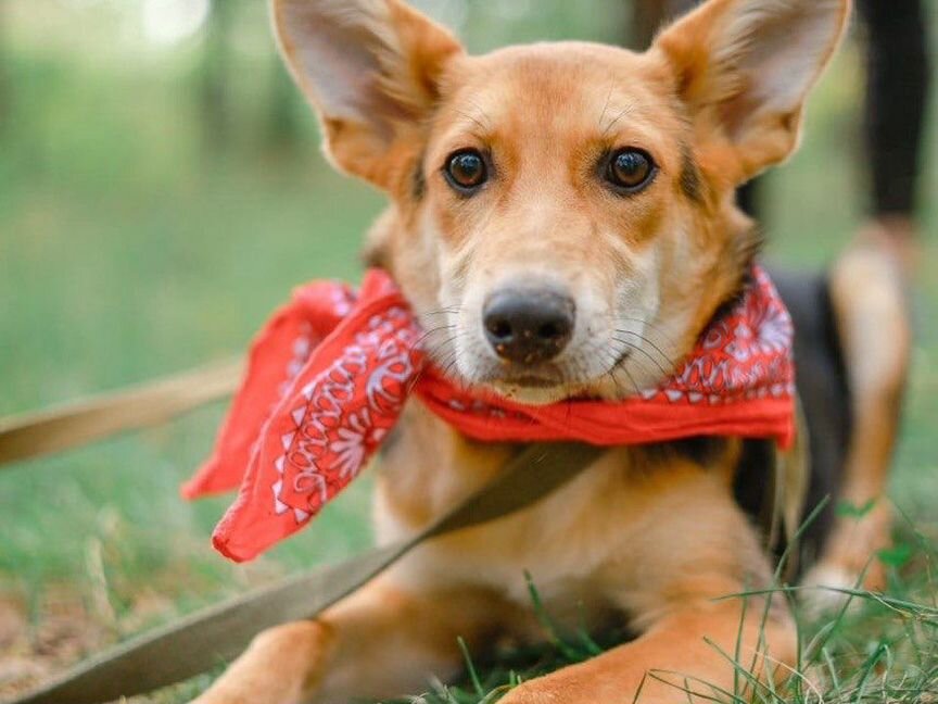 Заберите домой малышку Клепу