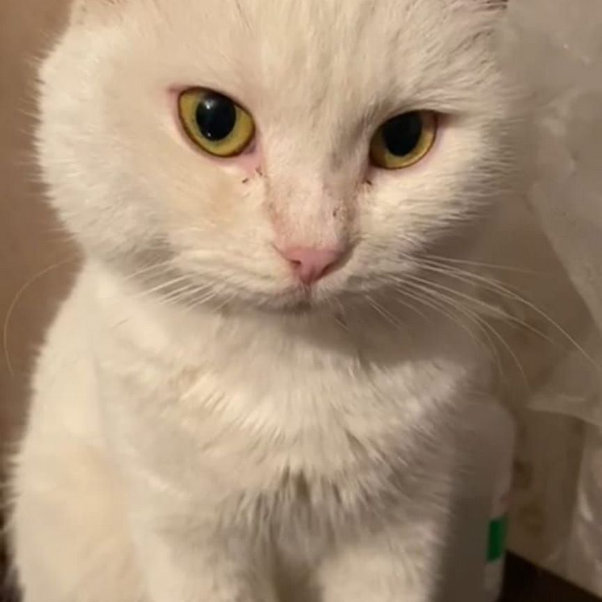 Белый котик в добрые руки
