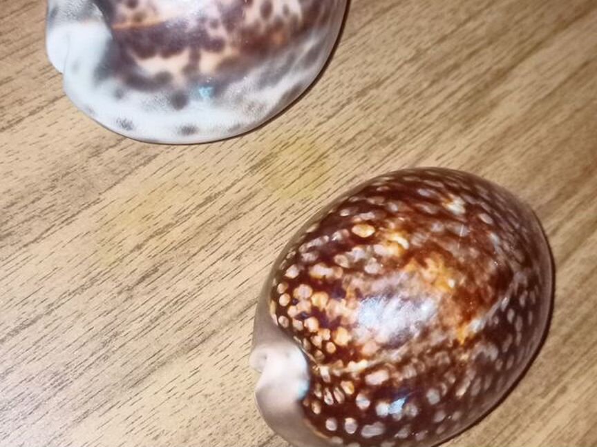 Ракушки тигровая ципрея 2 шт