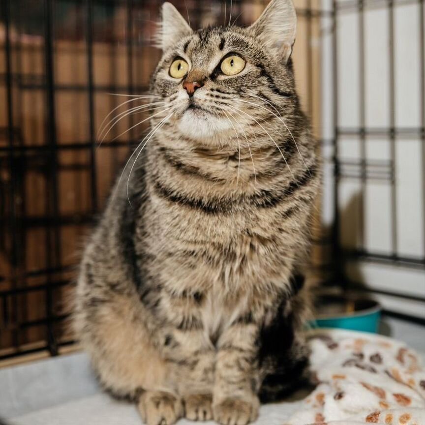 Взрослая, кошка в добрые руки