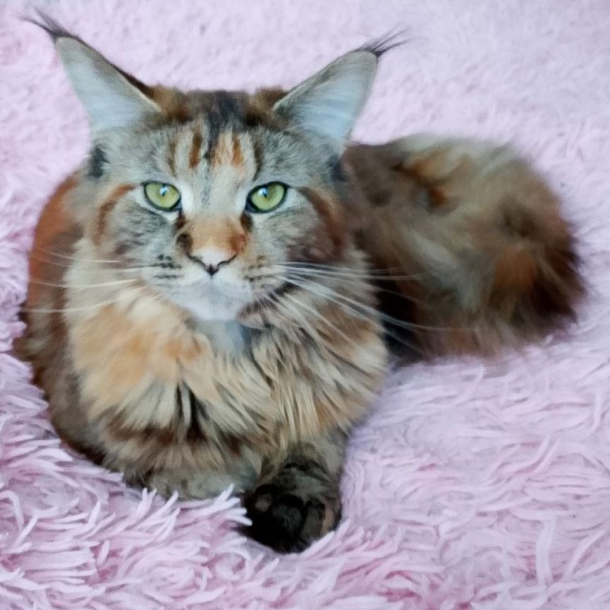 Мейн-кун котёнок