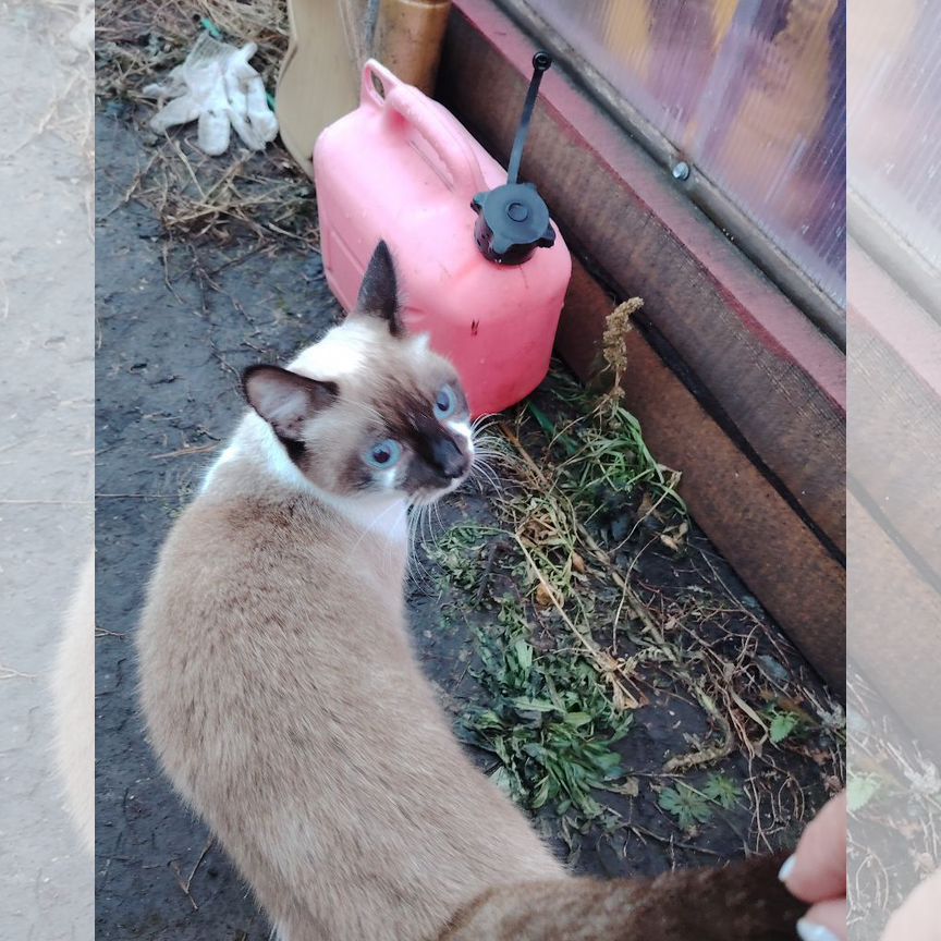 Взрослая кошка в добрые руки