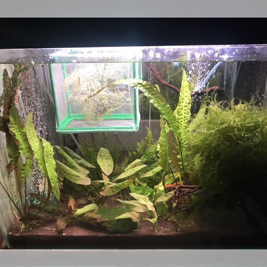 Аквариумные ростения