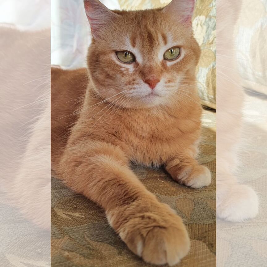 Кошечка и котик у них умерла хозяйка