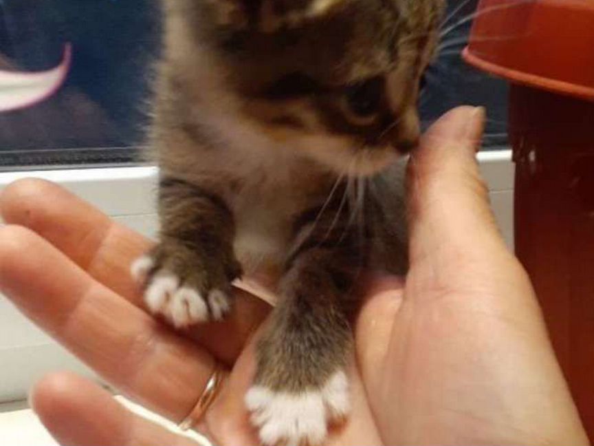 Отдам в добрые руки