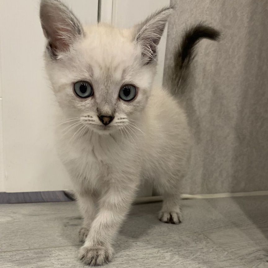 Котята 2 месяца