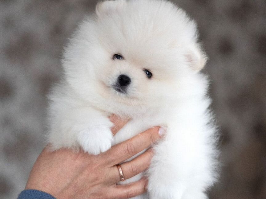 Немецкий шпиц