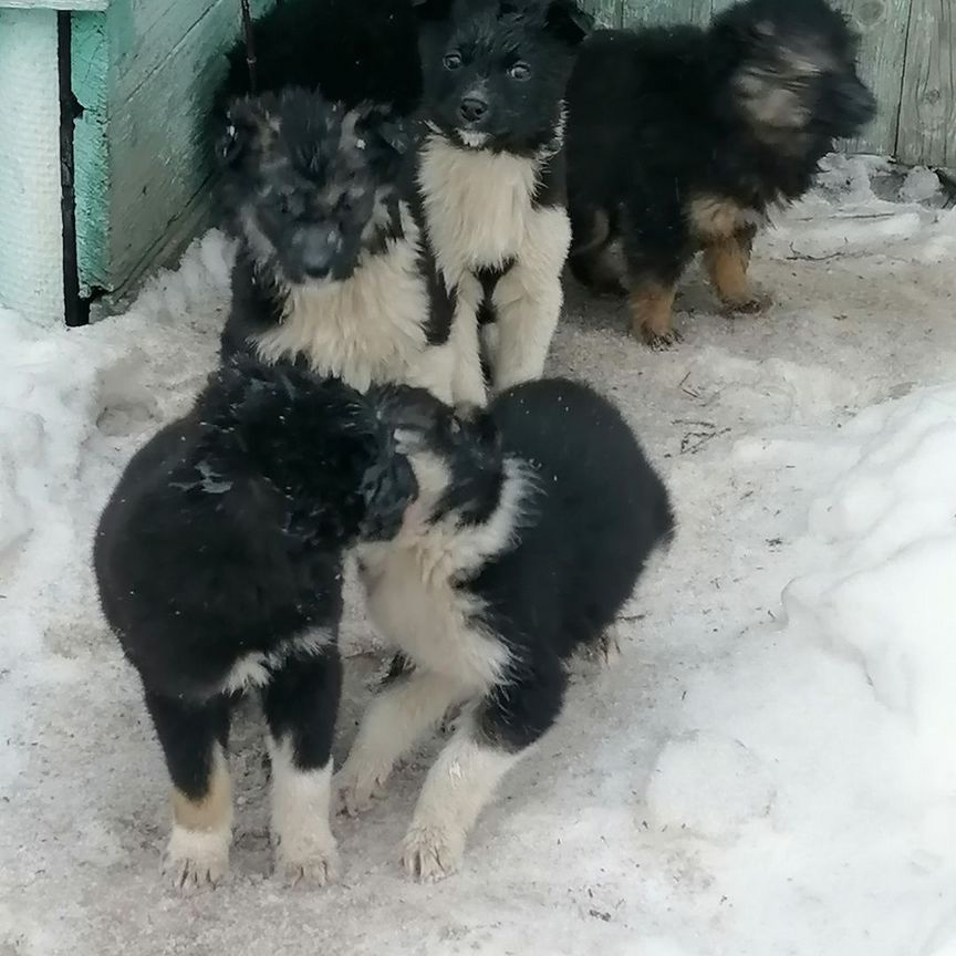 Щенки в добрые руки