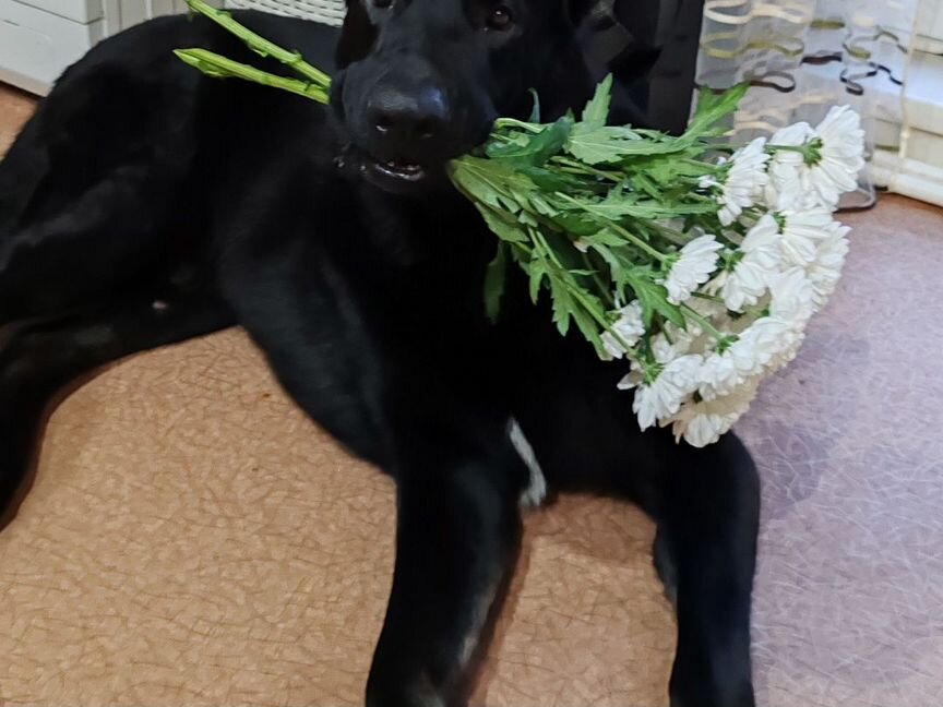 Восточник ждёт подругу