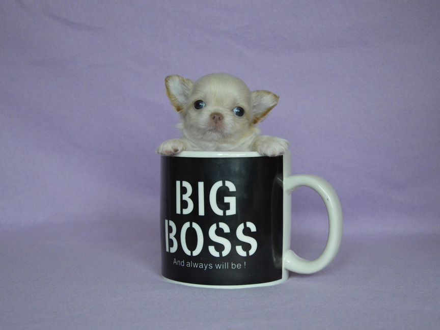 Карамелька -кремовая кукольная малышка (девочка)