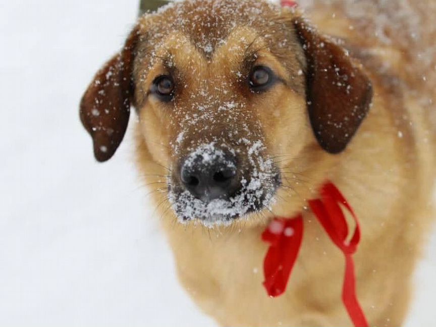 Сказочный Смурфик