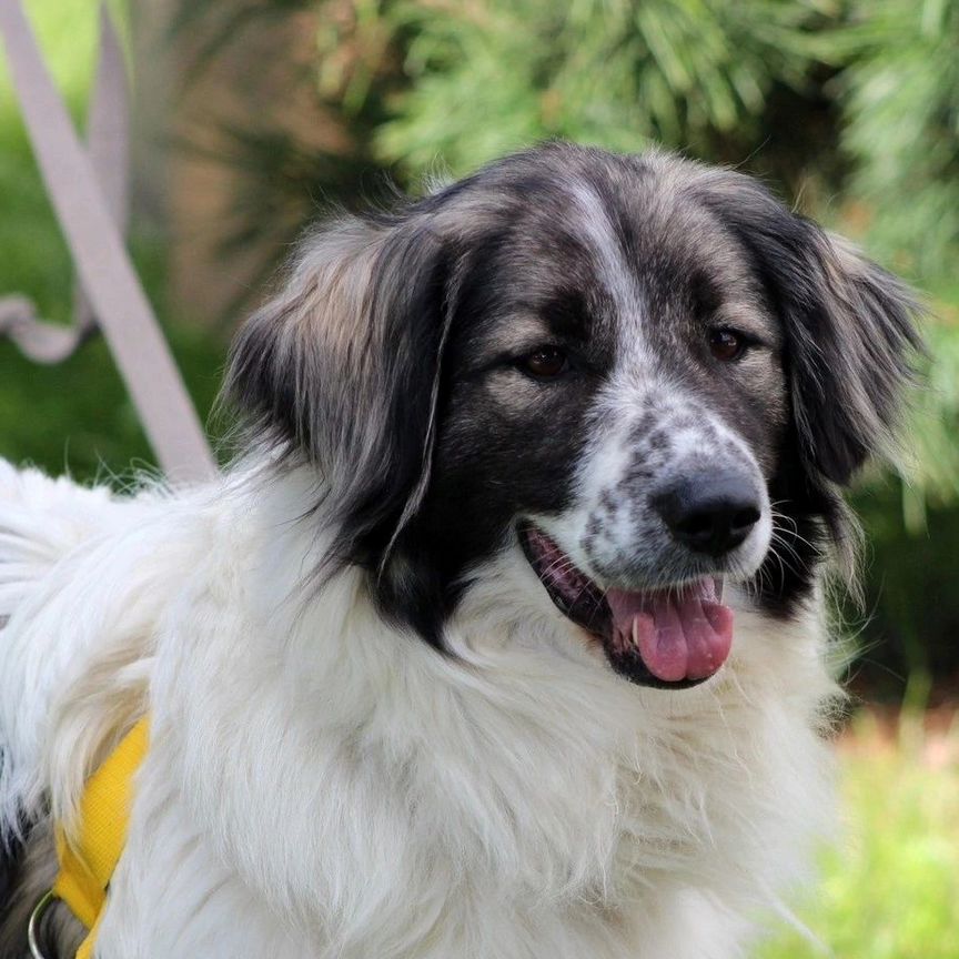 Дуся - чудо в ваш дом