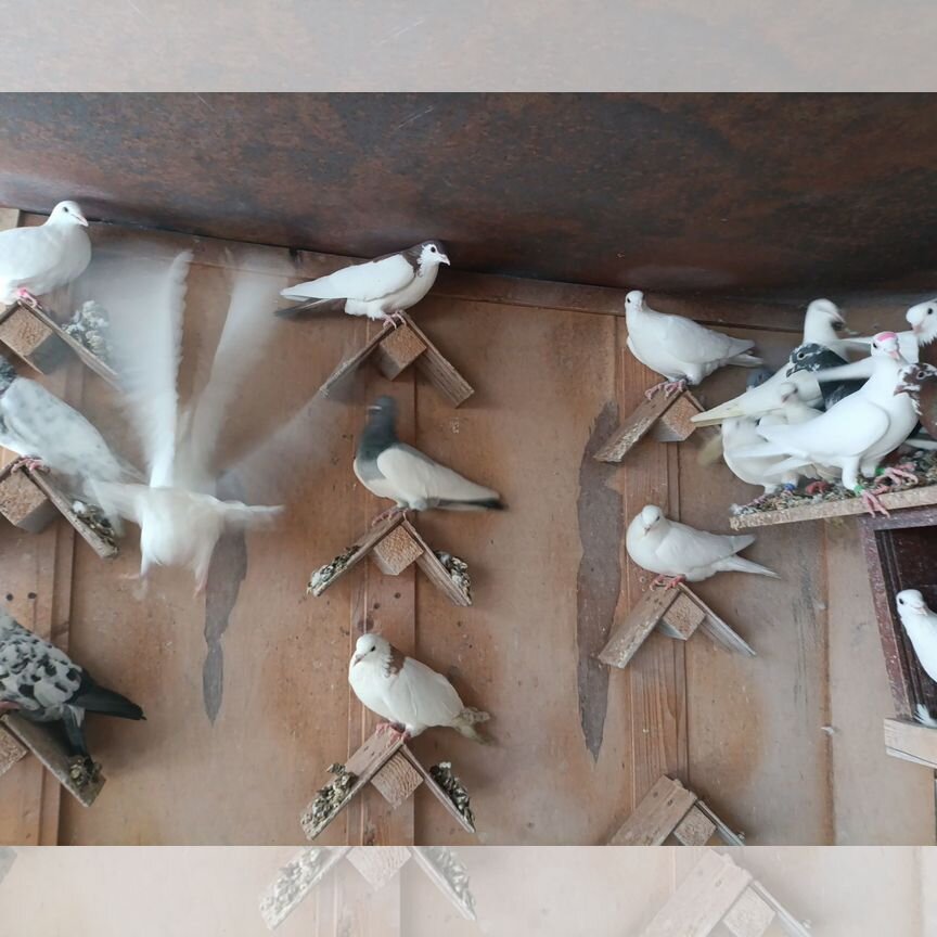 Голуби выкуплю обменяю.шпанцеря пакистанцы