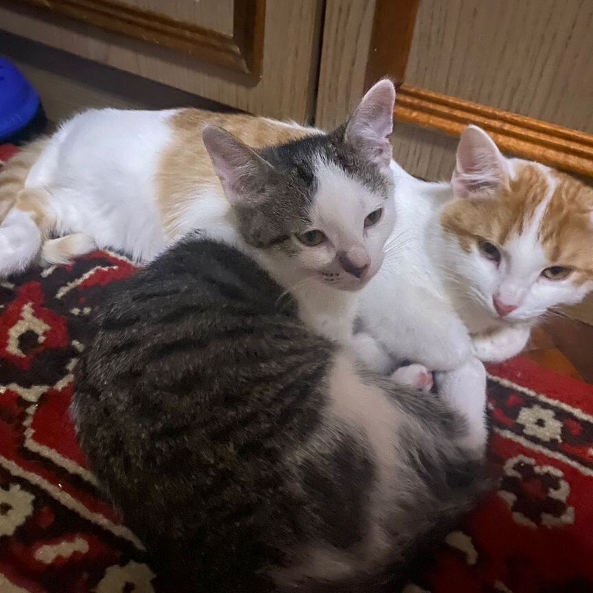 Котята - девочка и мальчик