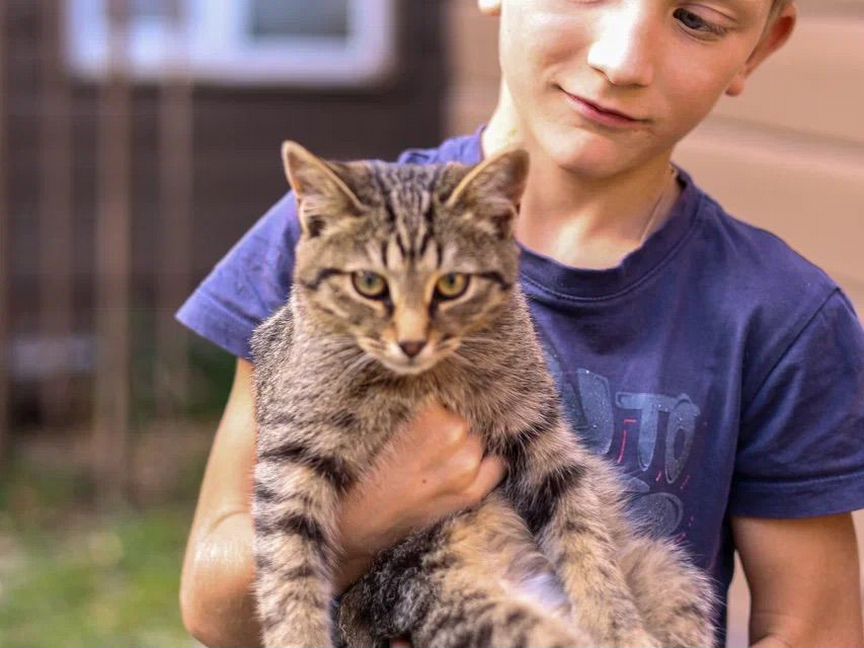 Котенок Тигровый шпротик безумно ласковый ищет дом