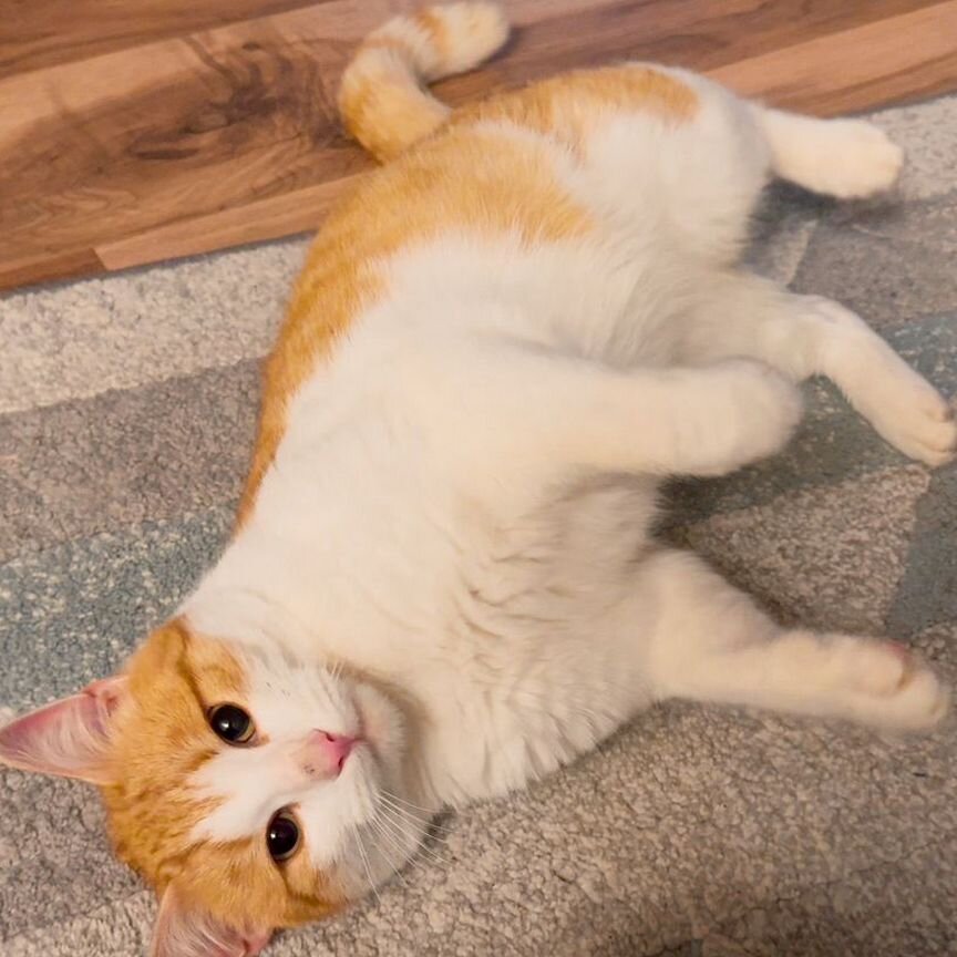 Отдам кота в добрые руки