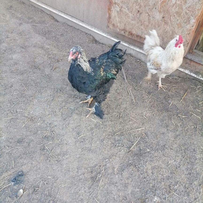 Петухи породы брама