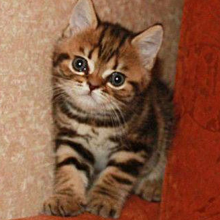 Британский короткошёрстный котёнок