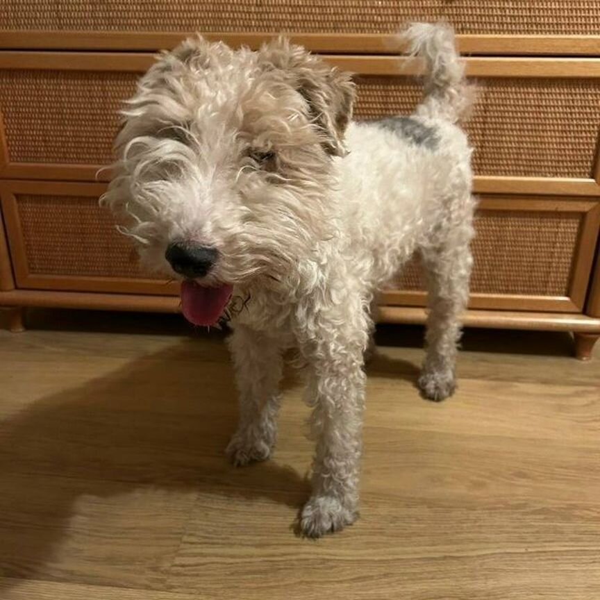 Фокстерьер, взрослый пёс