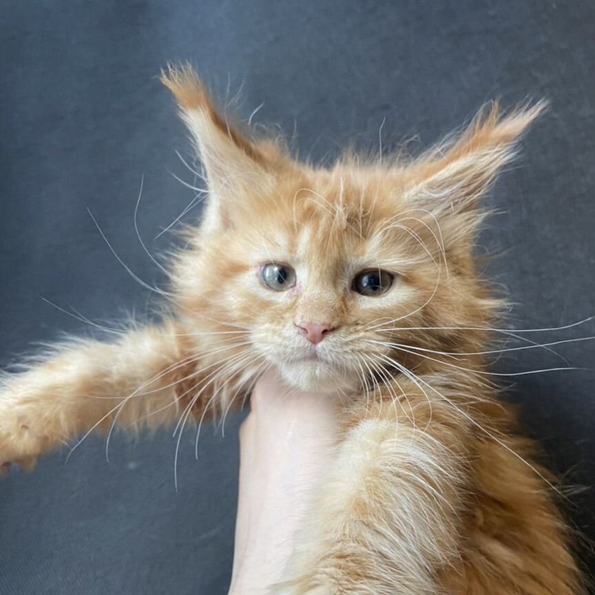 Мейн-кун красный мрамор