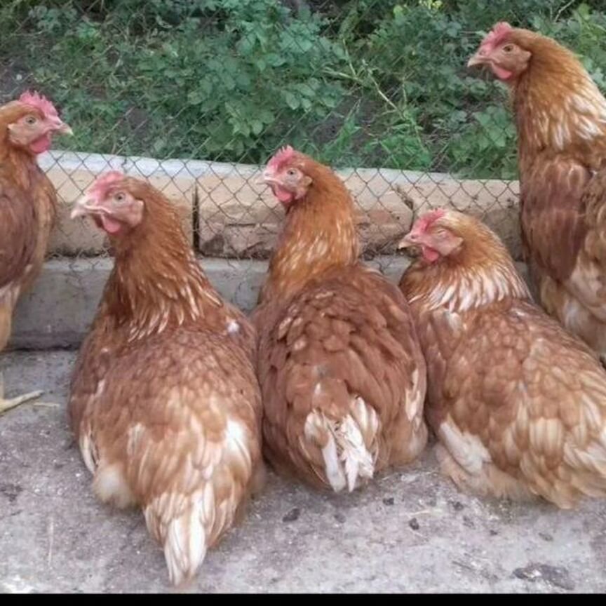 Куры несушки