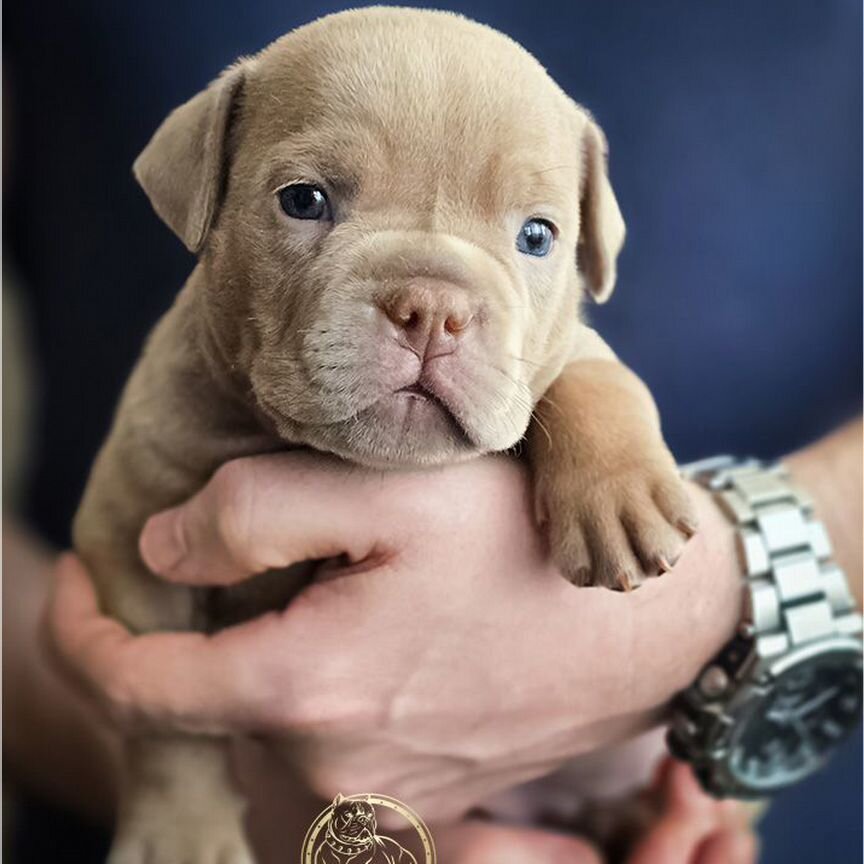 Американский булли, щенок