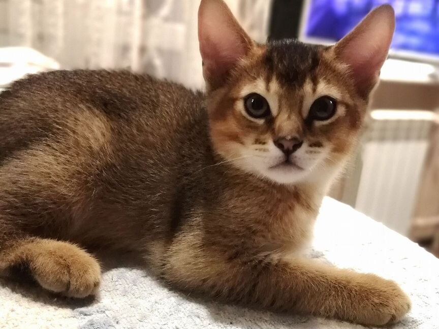 Котенок чаузи