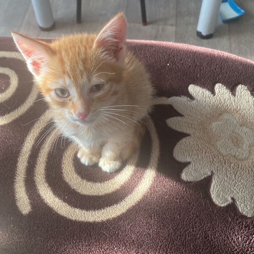 Котенок мальчик