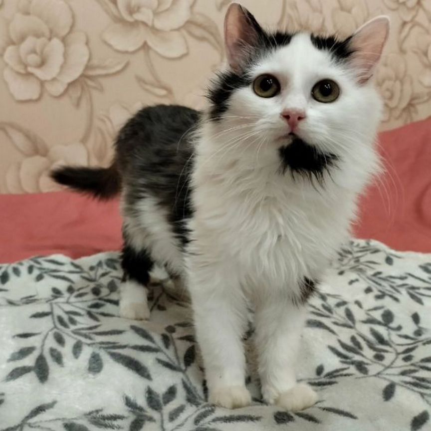 Очаровашка ищет добрые ручки