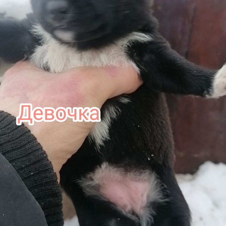 Щенки в добрые руки