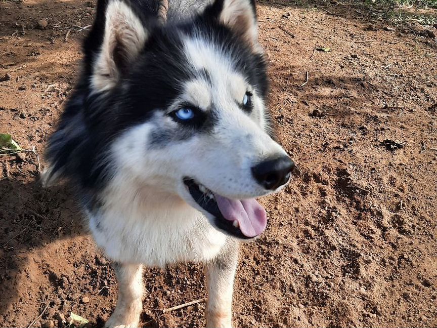 Собака Хаски