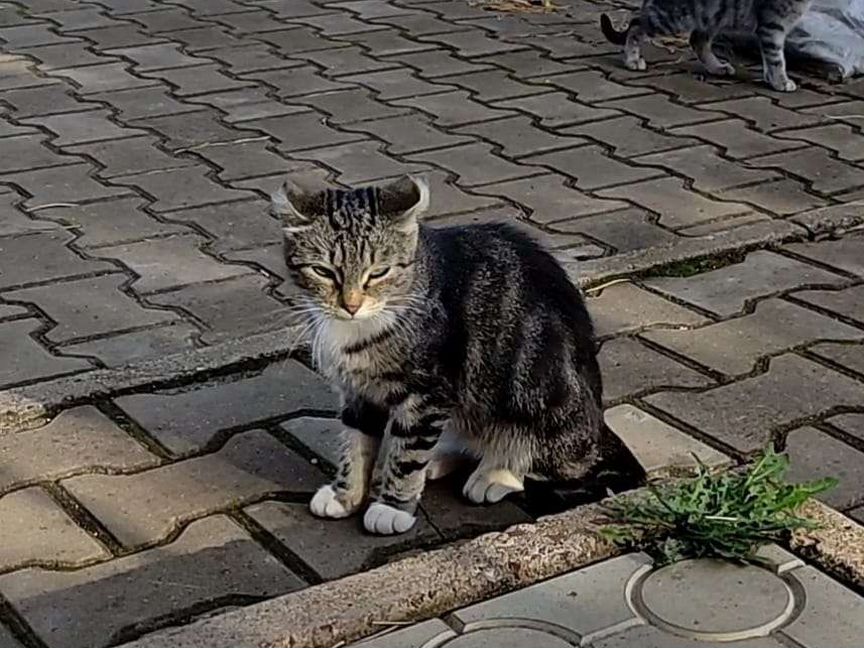 Шотландская кошка, мраморный окрас