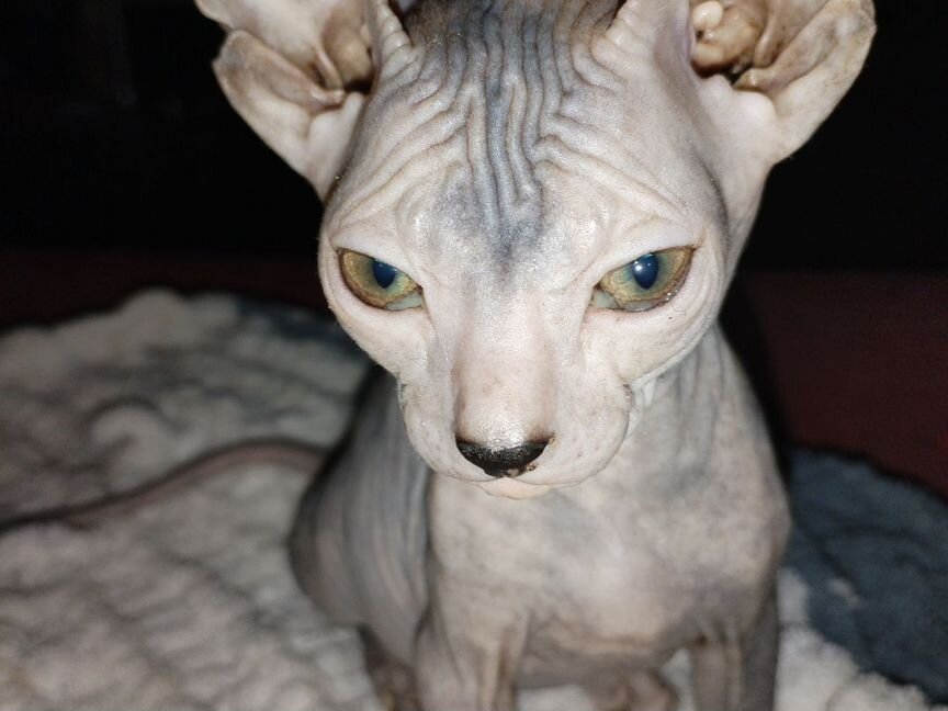 Донской сфинкс котята