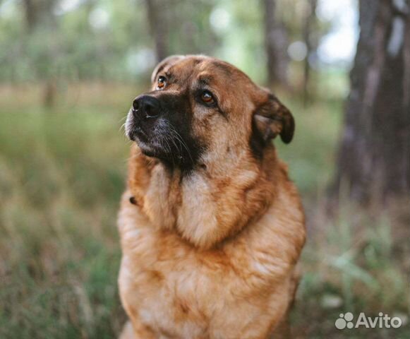 Весёлый Макс тоскует в приюте