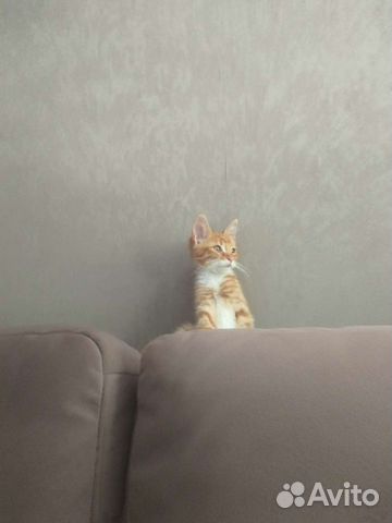 Рыжий котенок