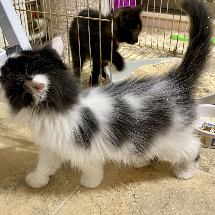 Котёнок в добрые руки