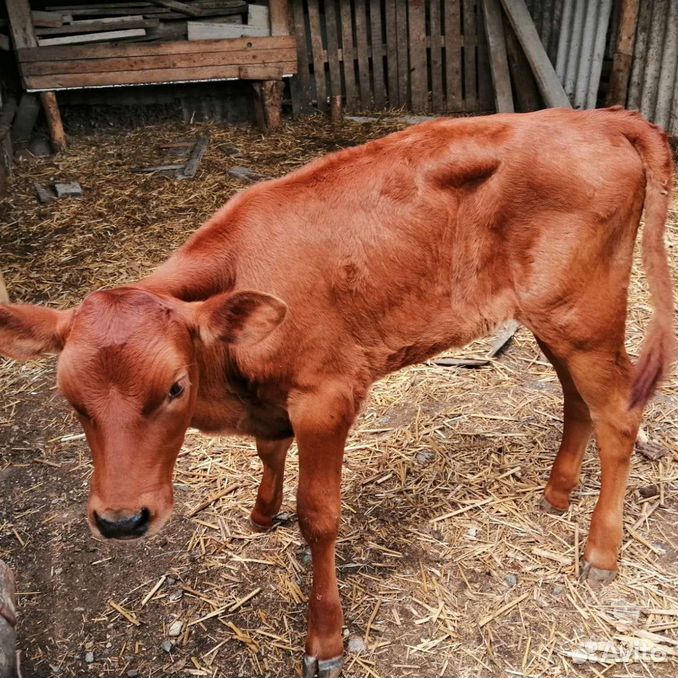 Телочка 1,5 месяца