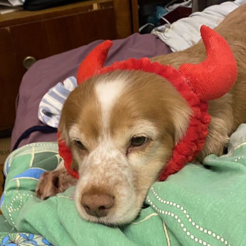 Русский охотничий спаниель, взрослая собака