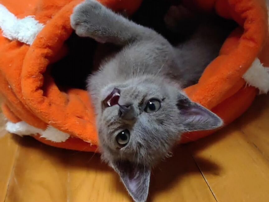 Котята европейской бурмы