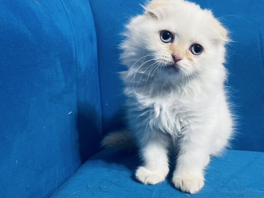 Шотландский вислоухий котенок