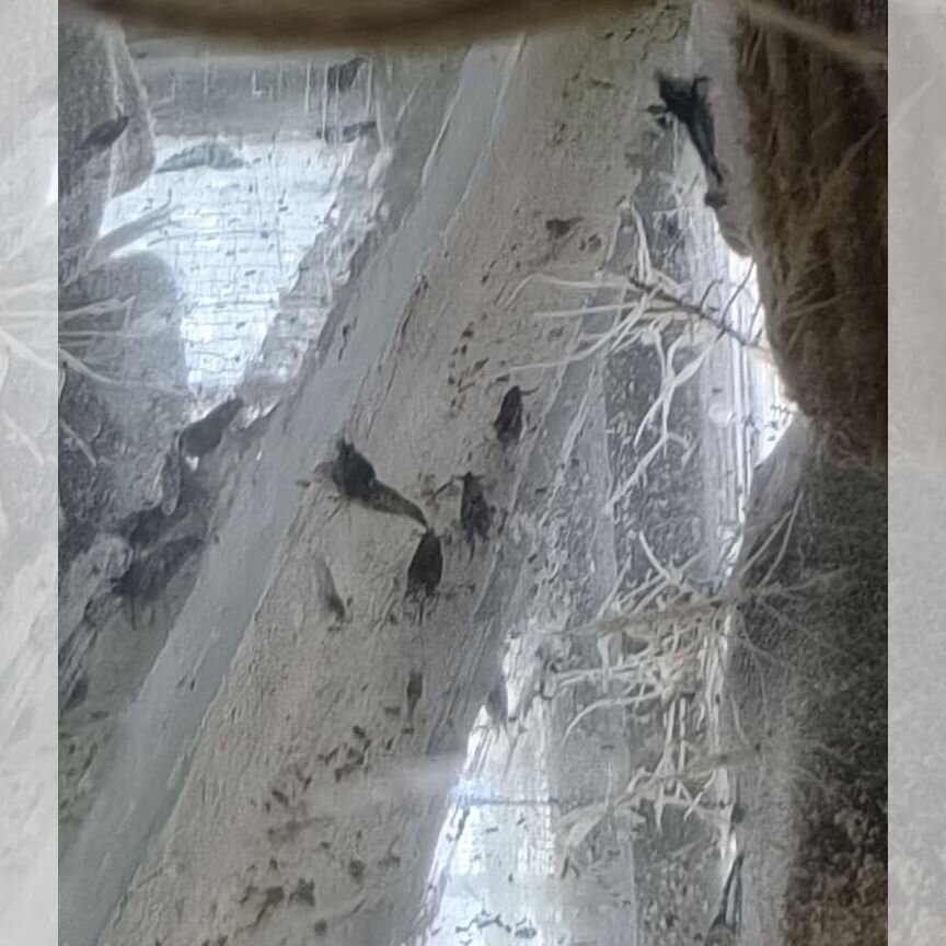 Креветки синие