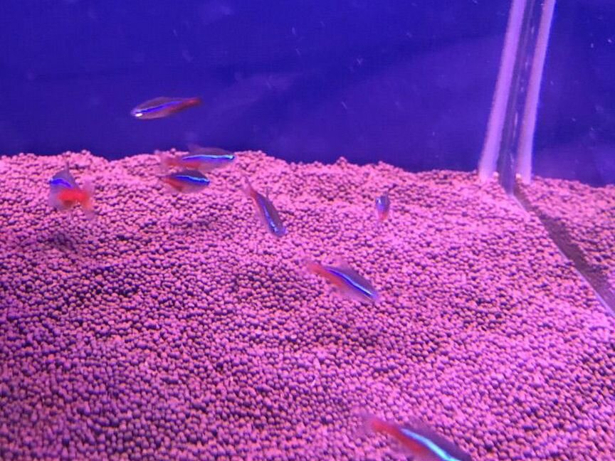 Аквариумные рыбки неоны