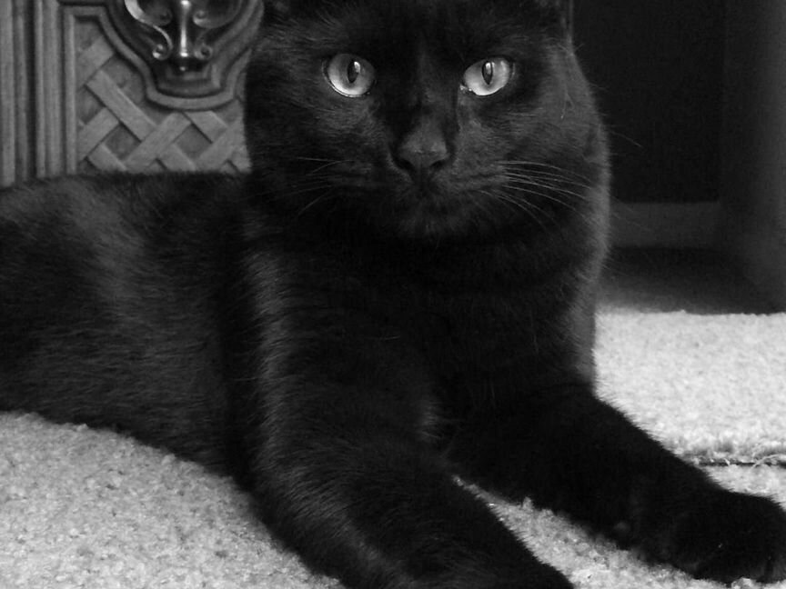 Кот ищет кошечку