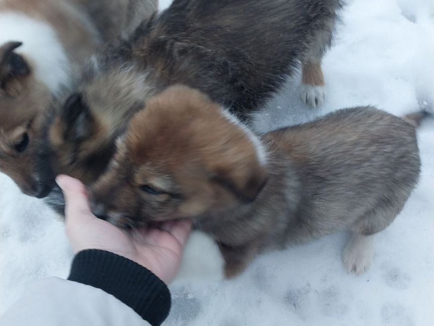Щенок в добрые руки бесплатно