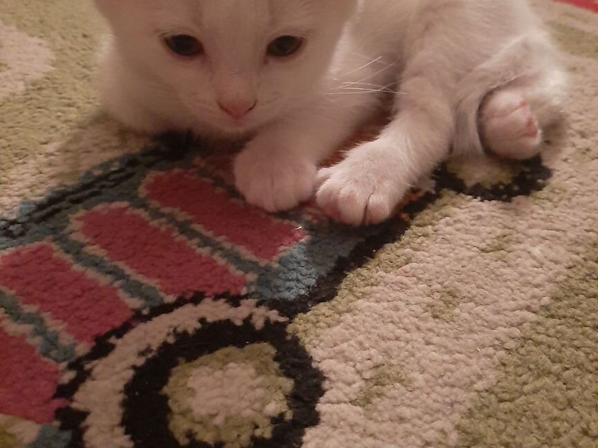 Белый котик