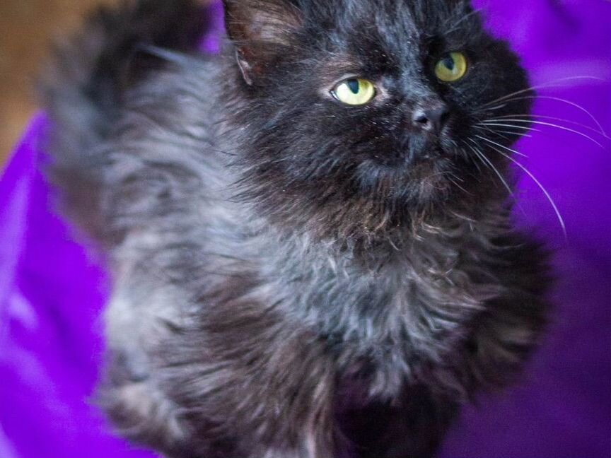 Разговорчивый Витас с Донбасса